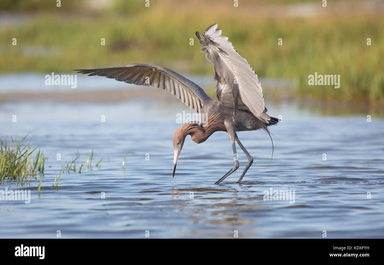 Reddish egret dance hi-res stock photography and images - Alamy