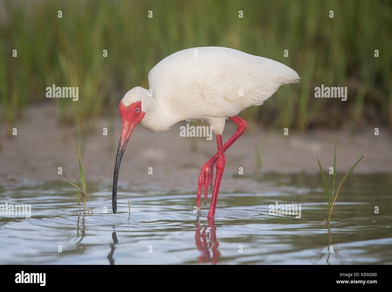 Usa bird hi-res stock photography and images - Alamy