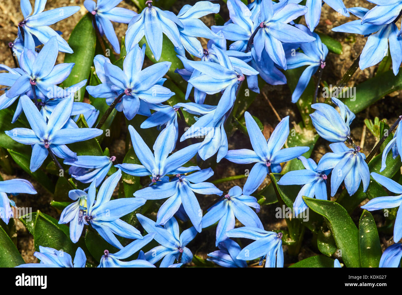 Small spring flowers scilla in the garden Stock Photo - Alamy