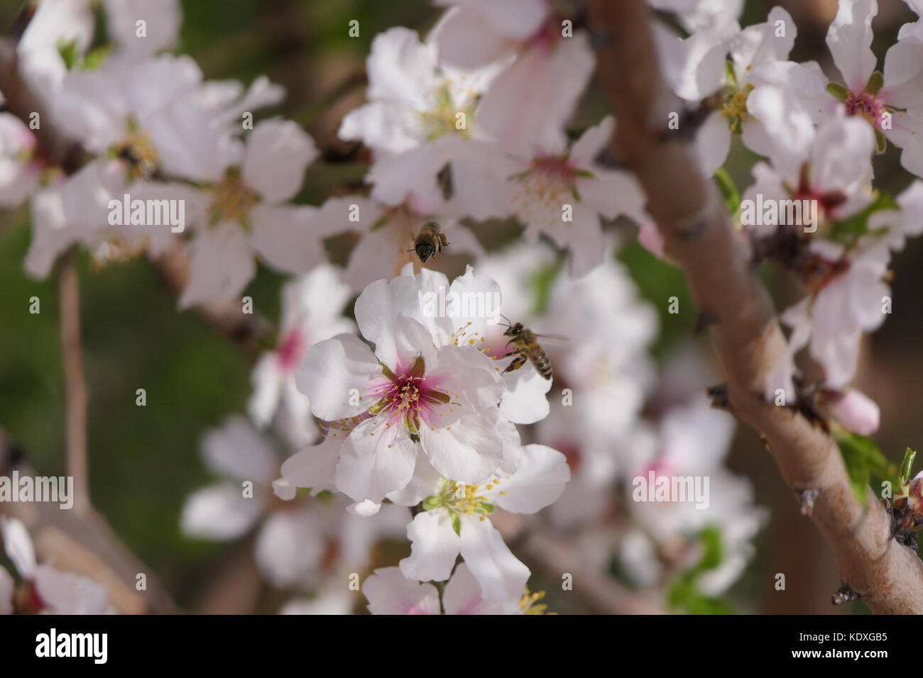 Honey bee flyinng and almond tree flowers Stock Photo - Alamy