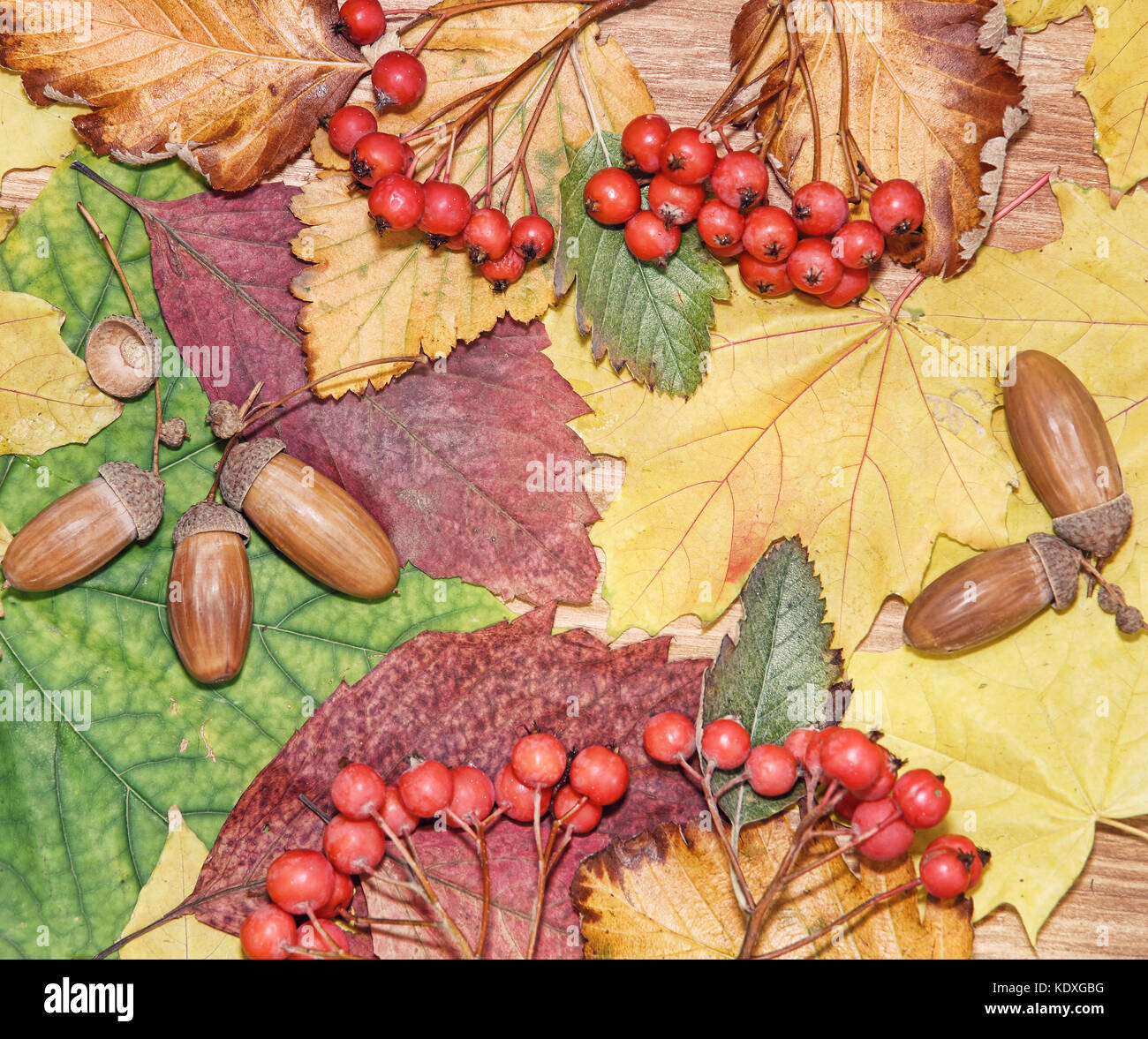 Autumn leaves, red berries and acorns.Nature background.Top view Stock ...