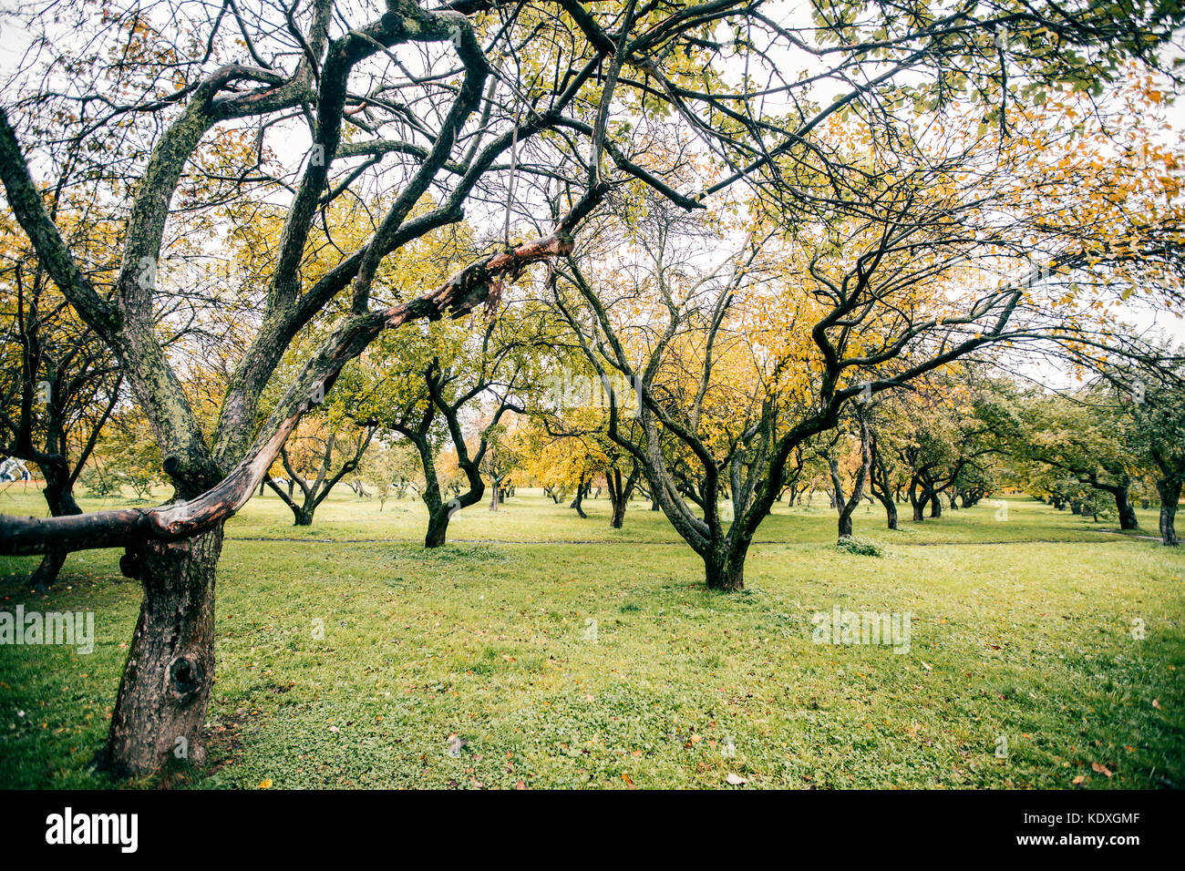 Green autamn trees in the park in october. Vintage color. Retro style ...