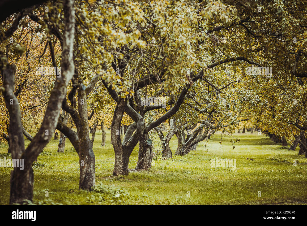 Green autamn trees in the park in october. Vintage color. Retro style ...