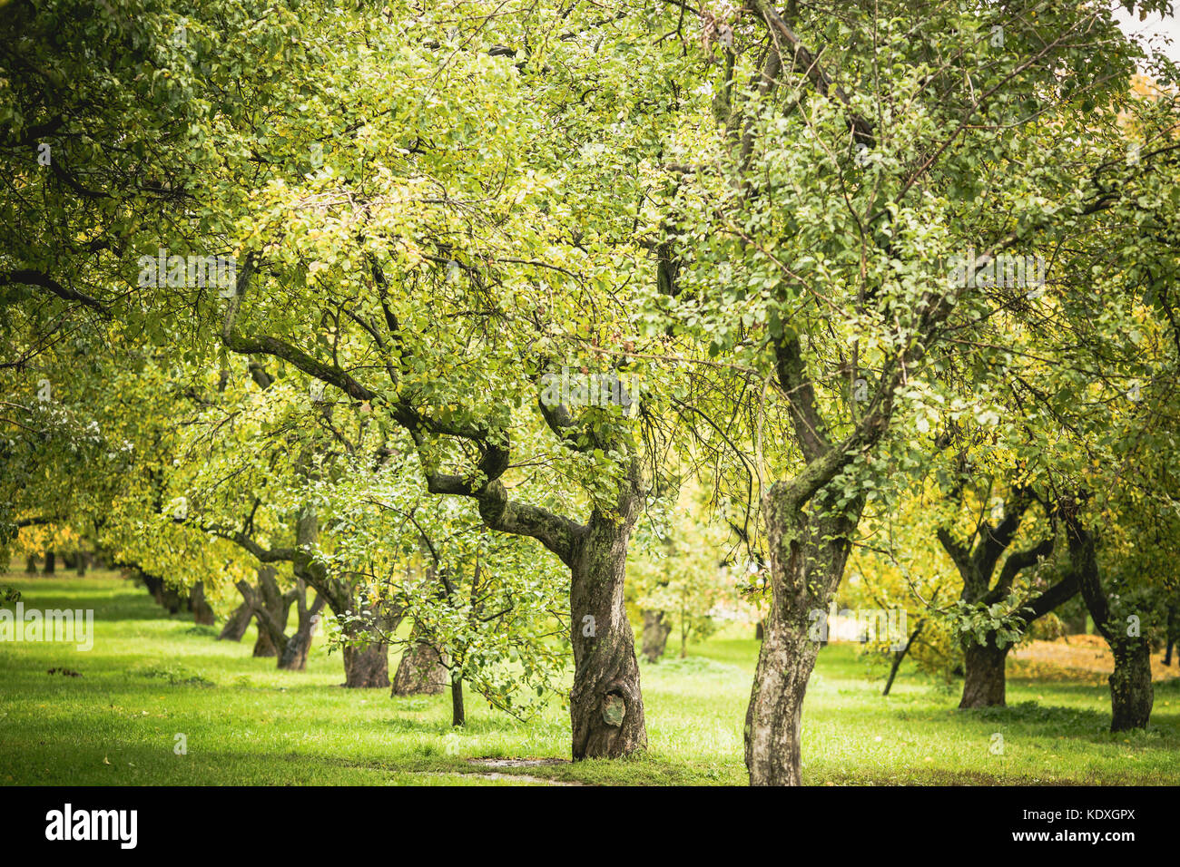 Green autamn trees in the park in october. Vintage color. Retro style ...