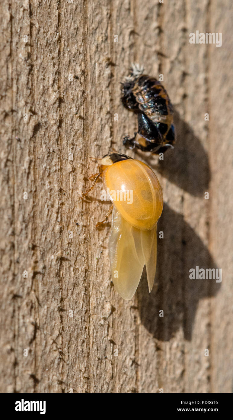 Ladybird pupae hi-res stock photography and images - Alamy