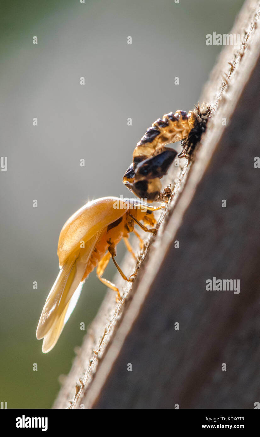 Adult ladybird drying its self after emerging from its pupae Stock ...