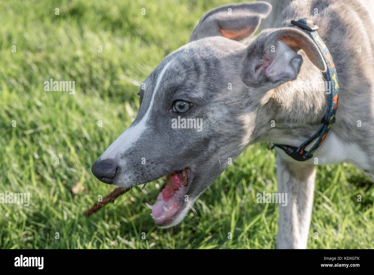 Grey whippet hi-res stock photography and images - Alamy