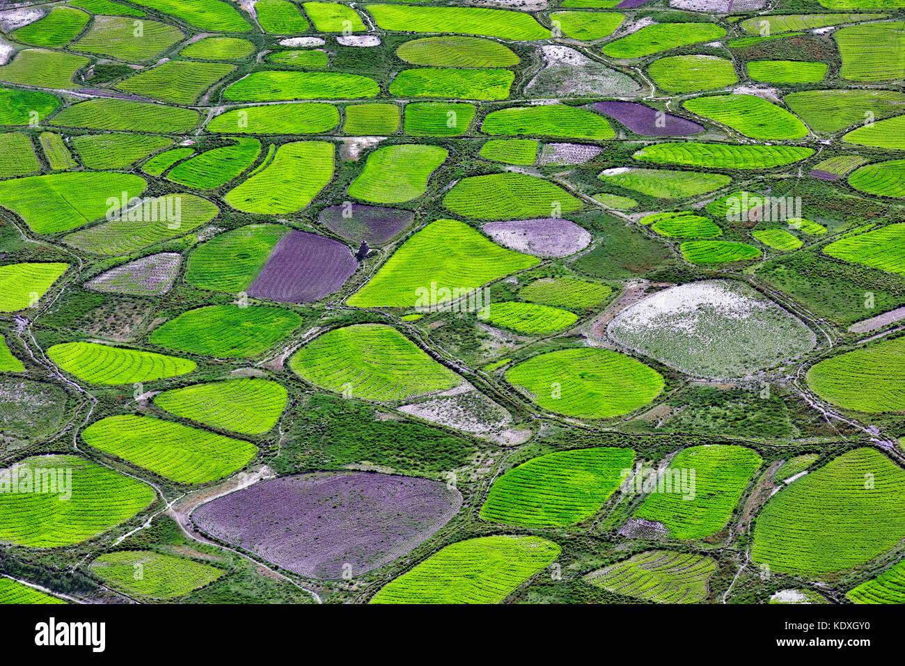 Green wheat fields, photographed from a height: irregular margins of ...