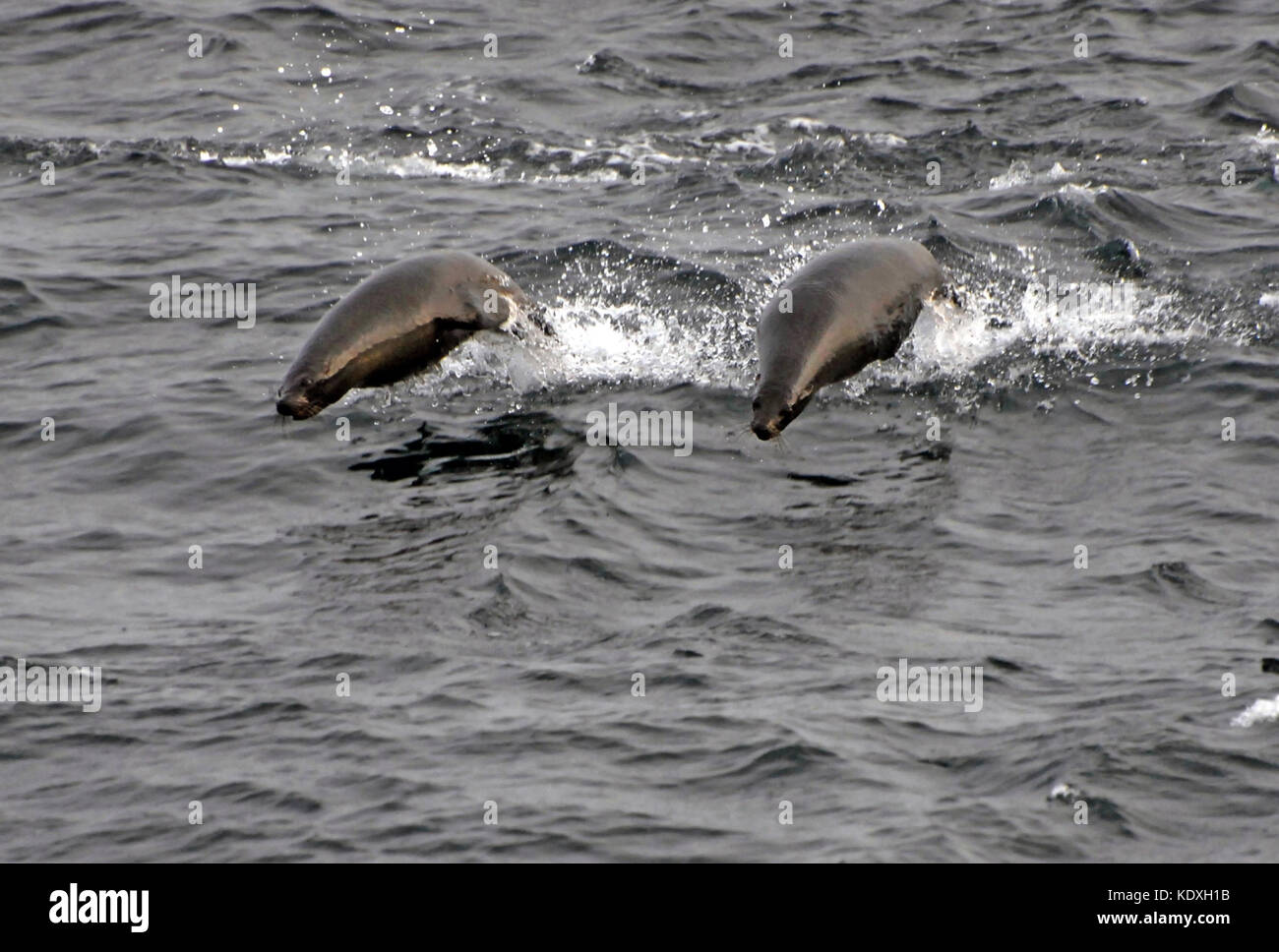 Sea lions jumping hi-res stock photography and images - Alamy
