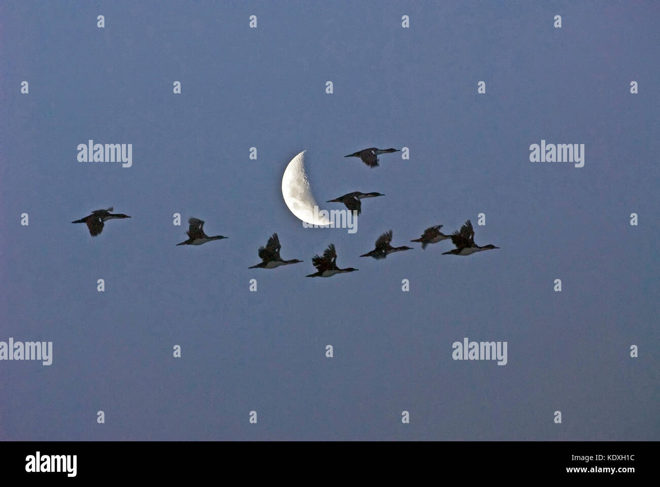 wild swans and the moon Stock Photo - Alamy