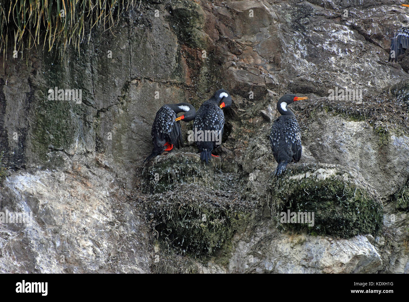 Chiloé chile ducks hi-res stock photography and images - Alamy
