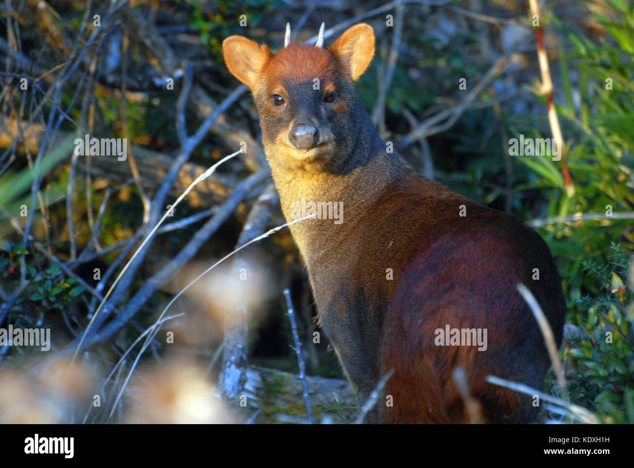 Pudu Deer High Resolution Stock Photography and Images - Alamy