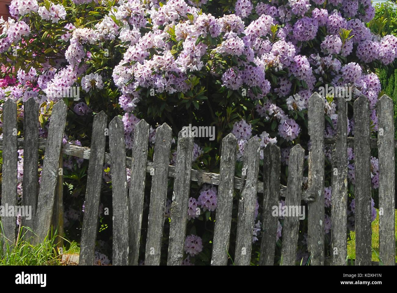 hydrangeas and fence Stock Photo - Alamy