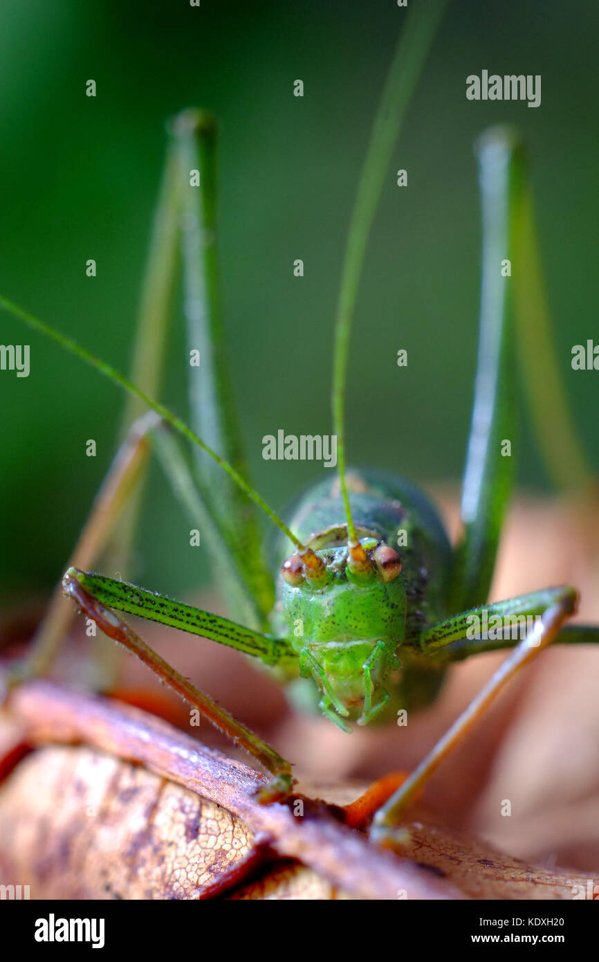 Speckled bush-cricket (Leptophyes punctatissima Stock Photo - Alamy