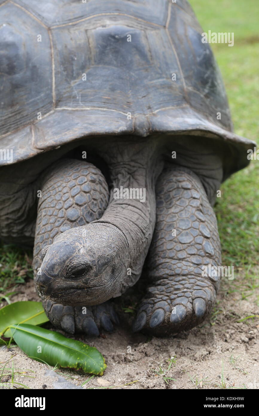 Aldabra giant tortoise resting on the island of Curieuse, Seyechelles ...