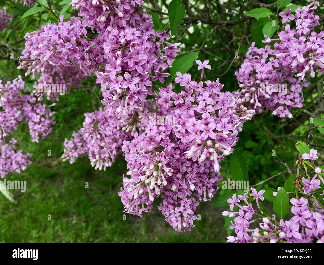 Beautiful flower clusters of Chinese Lilacs in Full Bloom Stock Photo ...