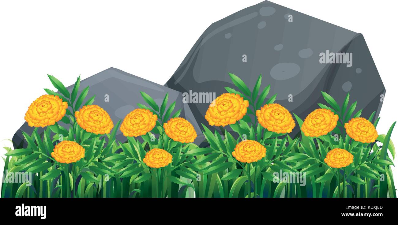 Beautiful marigold flowers Stock Vector Images - Alamy