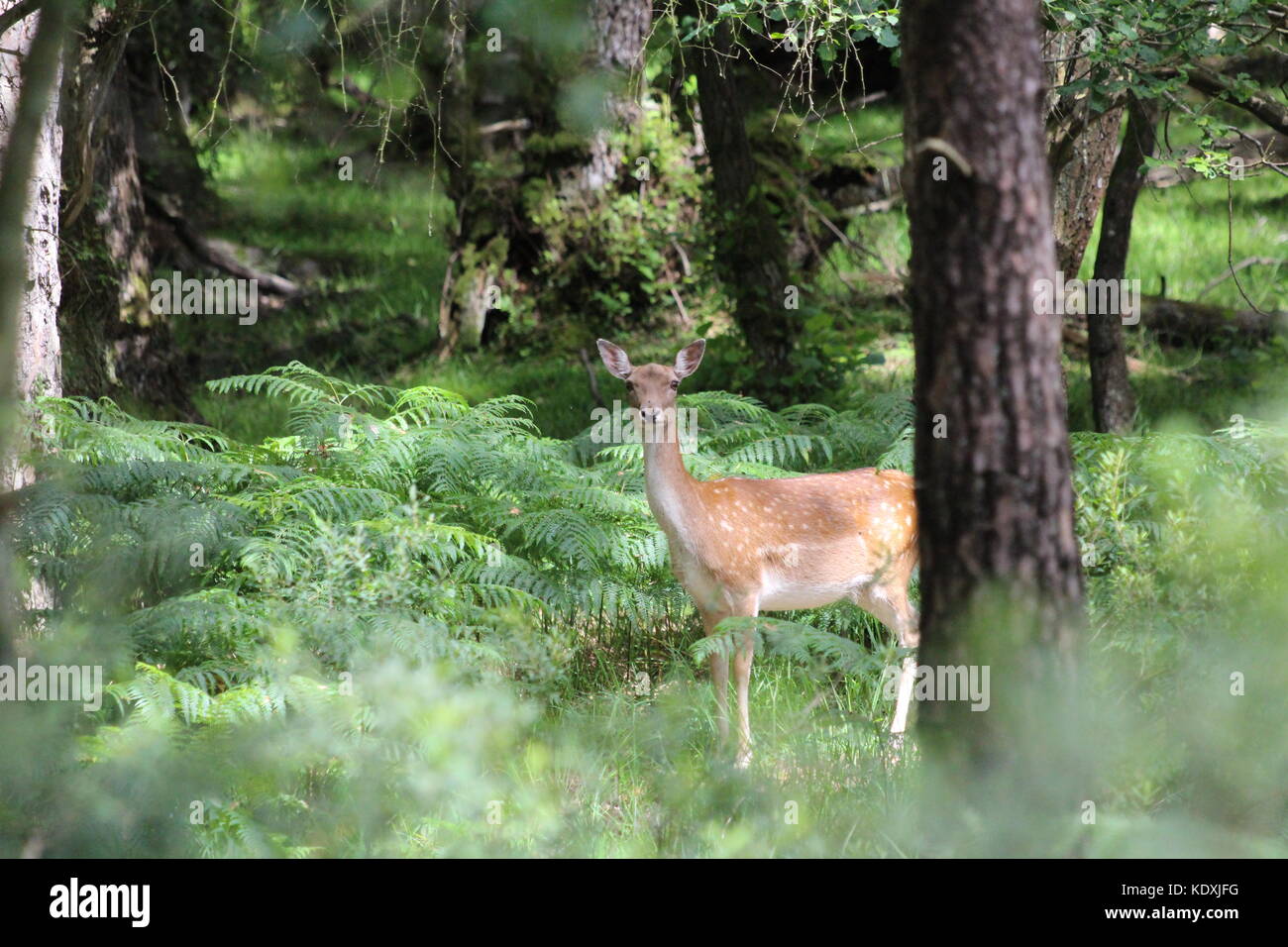New england wildlife animals hi-res stock photography and images - Alamy