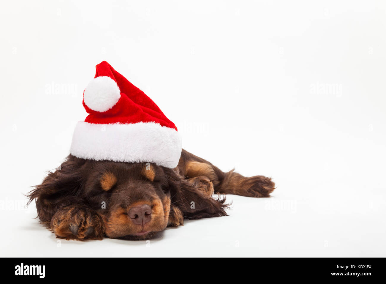 Cute Cocker Spaniel puppy dog sleeping wearing a Christmas Santa hat on ...