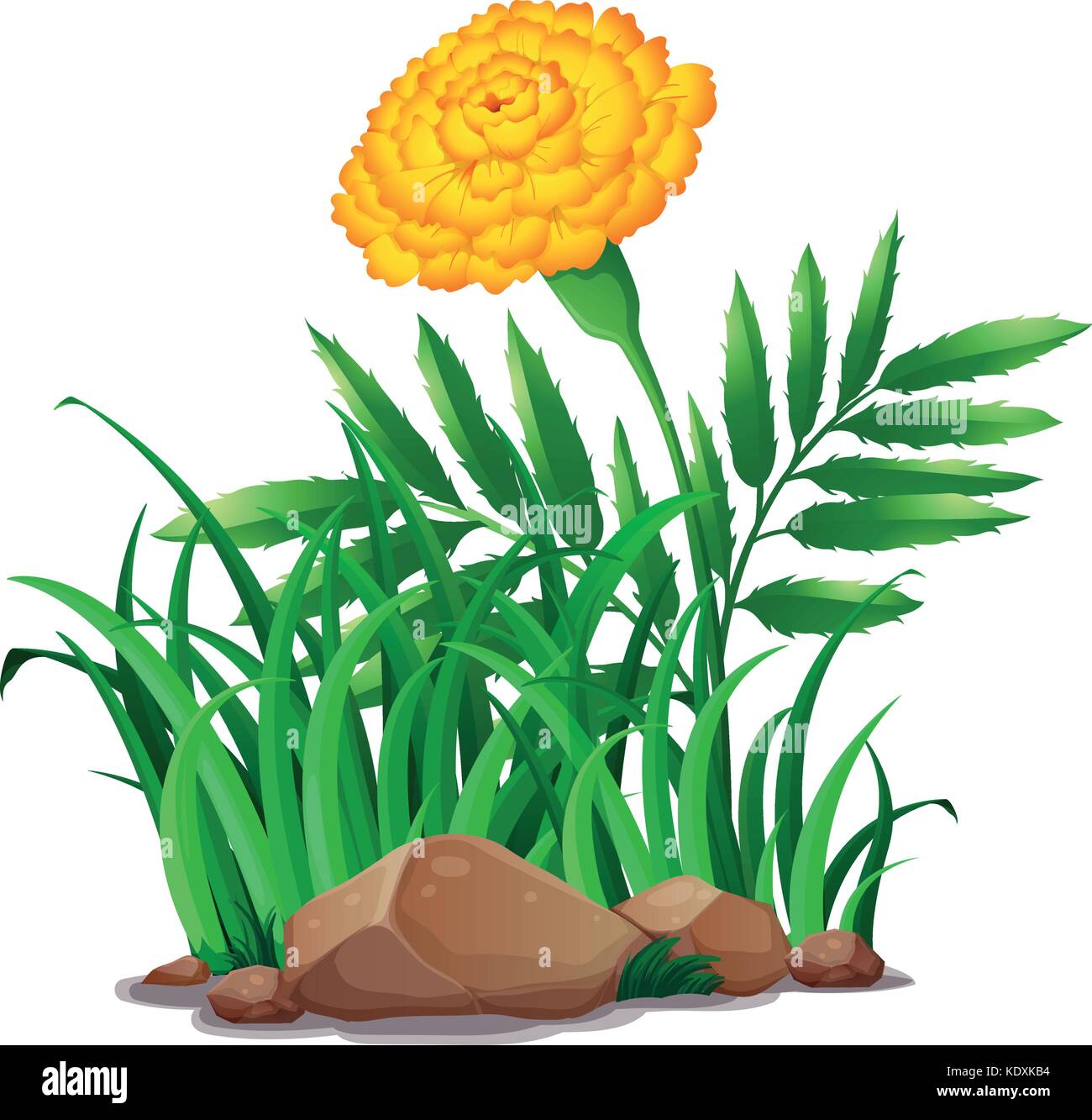 Merigold flower Stock Vector Images - Alamy