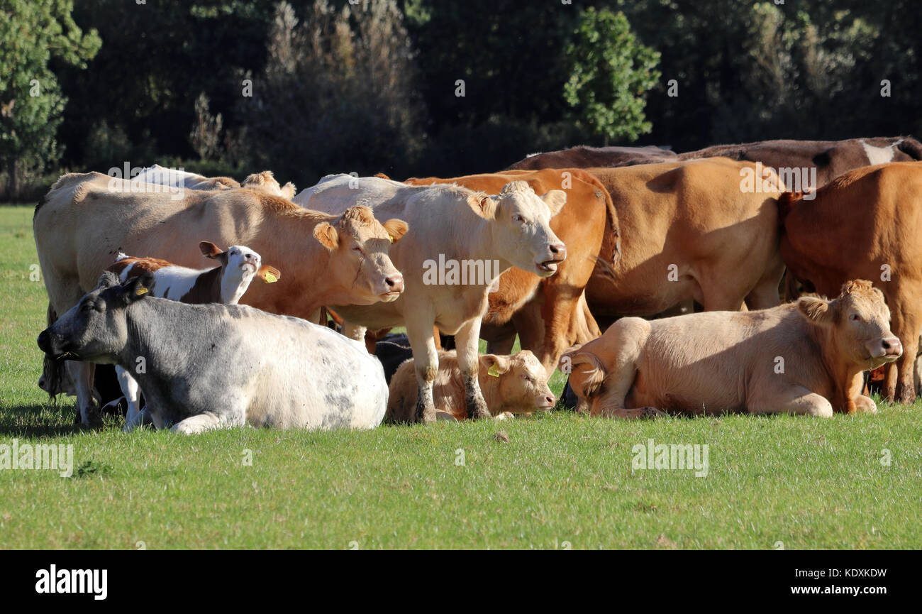 Sitting Cows High Resolution Stock Photography and Images - Alamy