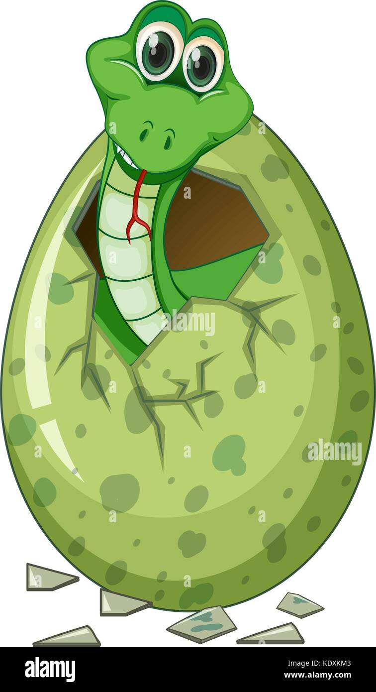 Green snake hatching egg illustration Stock Vector Image & Art - Alamy