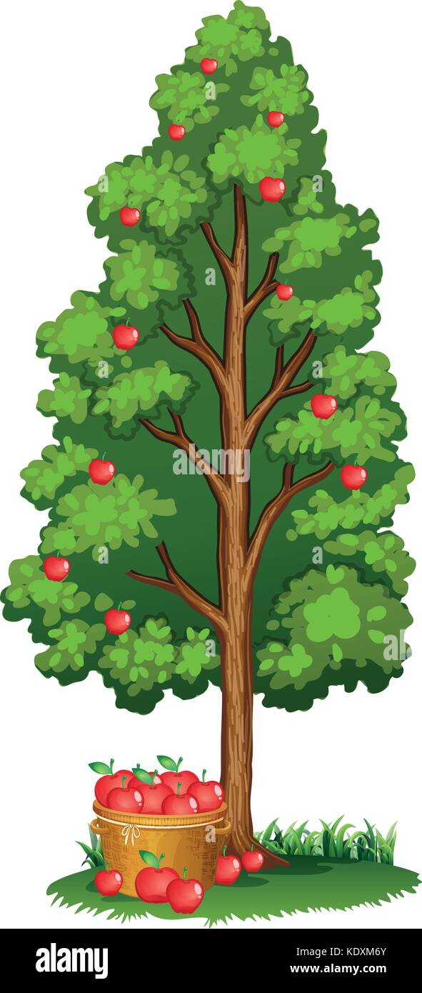 Organic apples in apple Stock Vector Images - Alamy