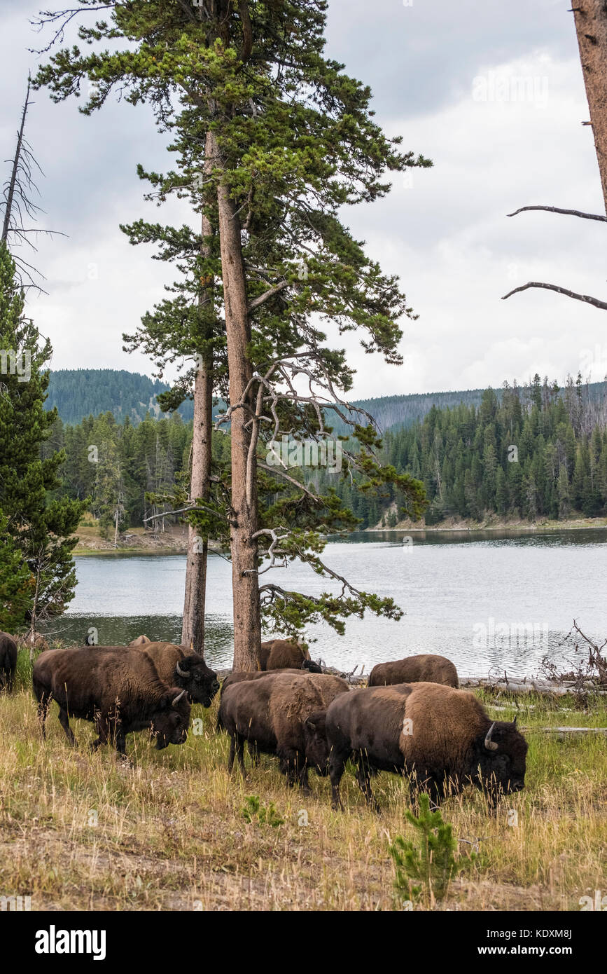 Yellowstone National Park, Wyoming, Free roaming American Bison-Buffalo ...