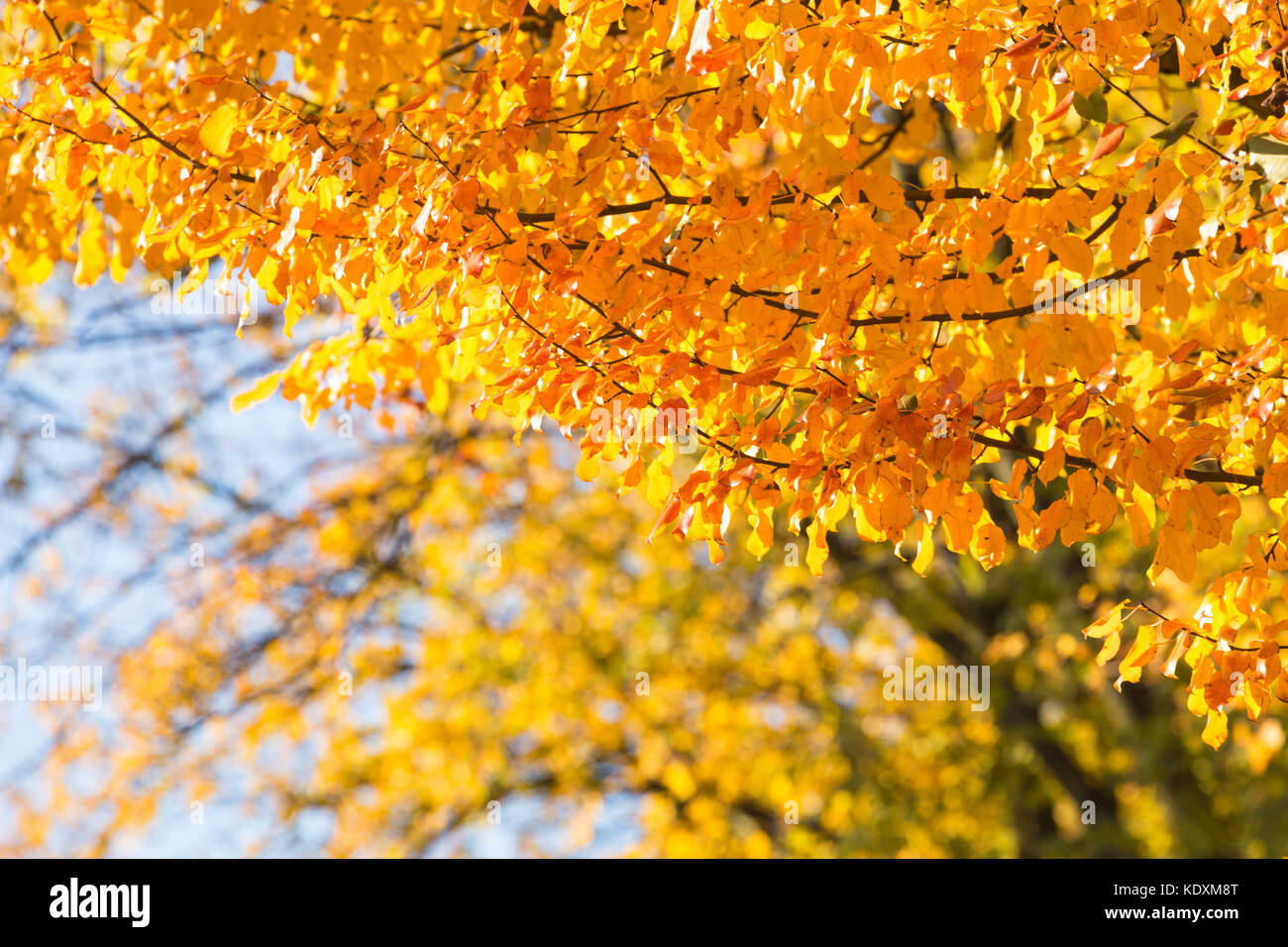Autumn leaves of gold Stock Photo - Alamy