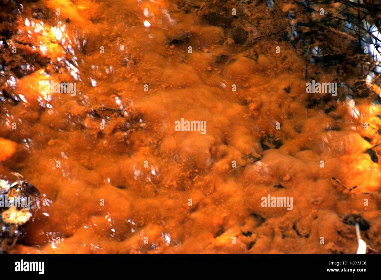 slimy brown algae on a stagnant water in a moorland landscape, rural ...