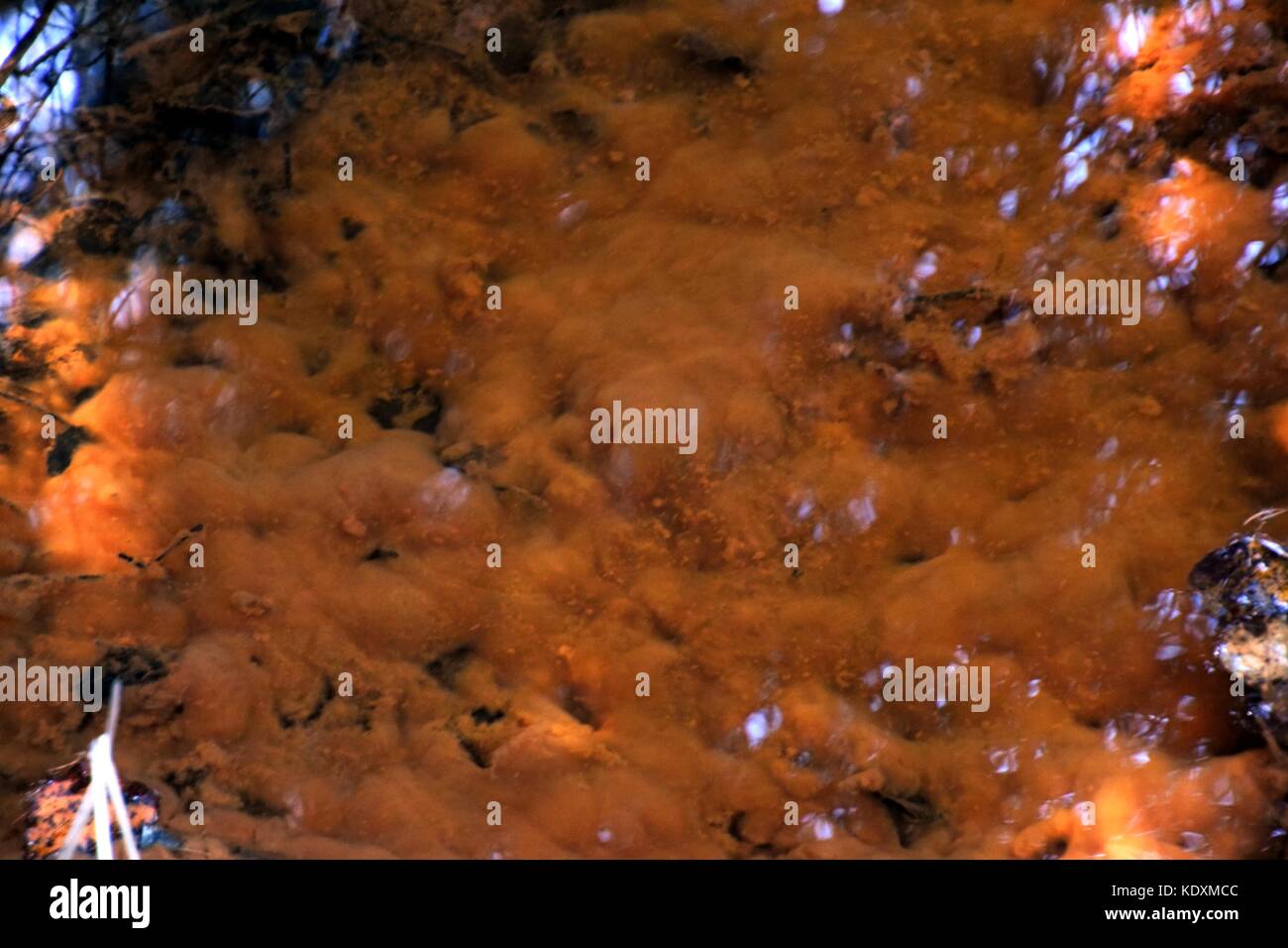 slimy brown algae on a stagnant water in a moorland landscape, rural ...