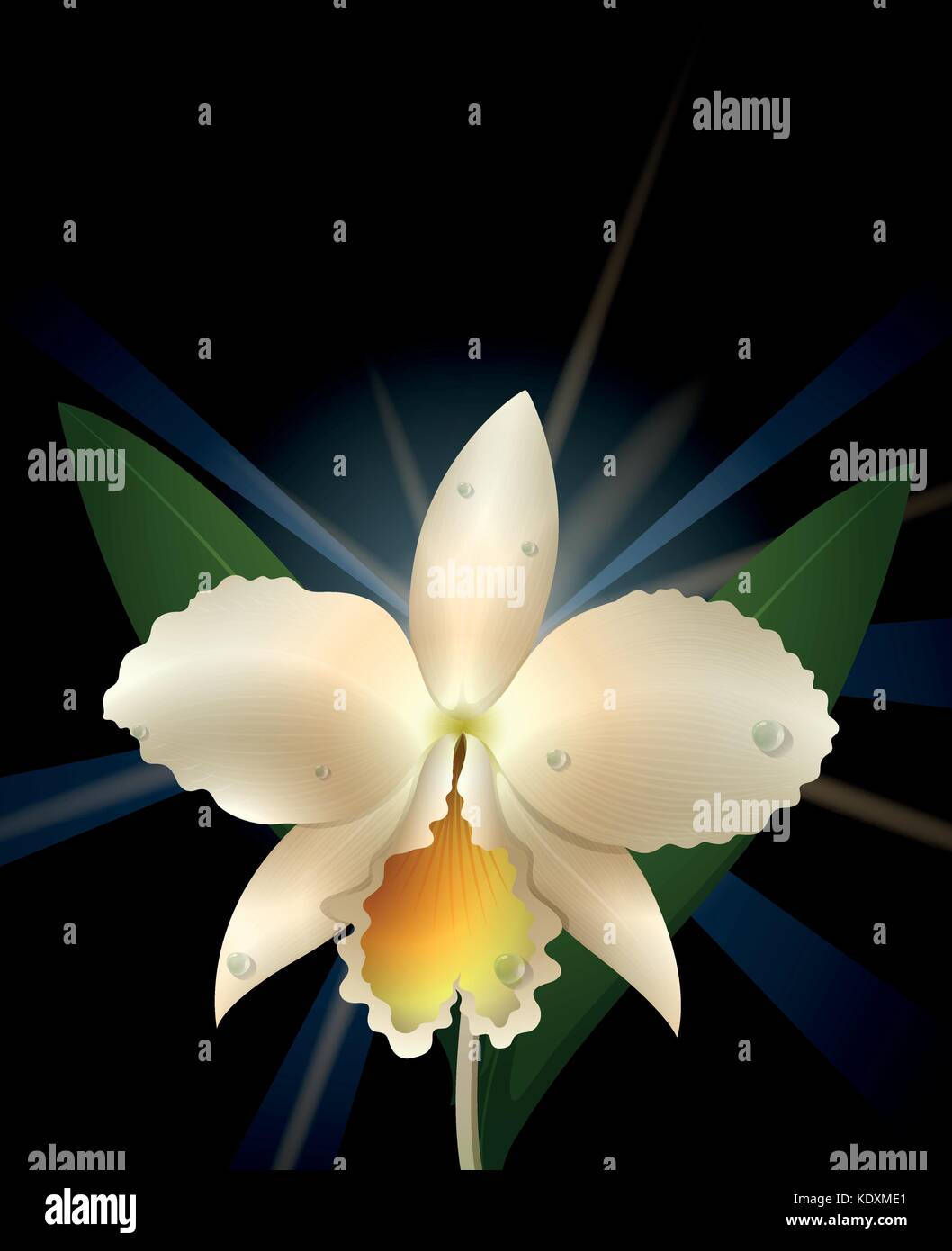 White orchid on green Stock Vector Images - Alamy