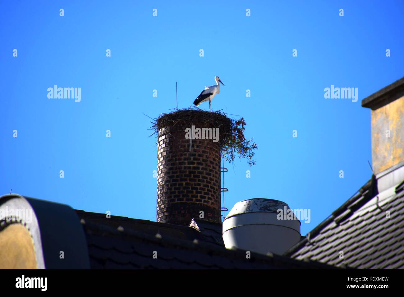 stork standing on his nest on a house Roof in autumn with colorful blue ...