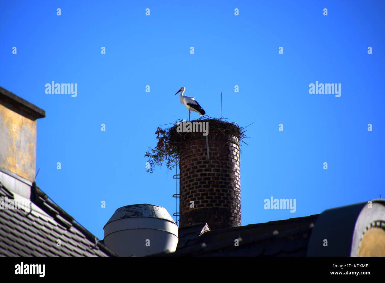 stork standing on his nest on a house Roof in autumn with colorful blue ...