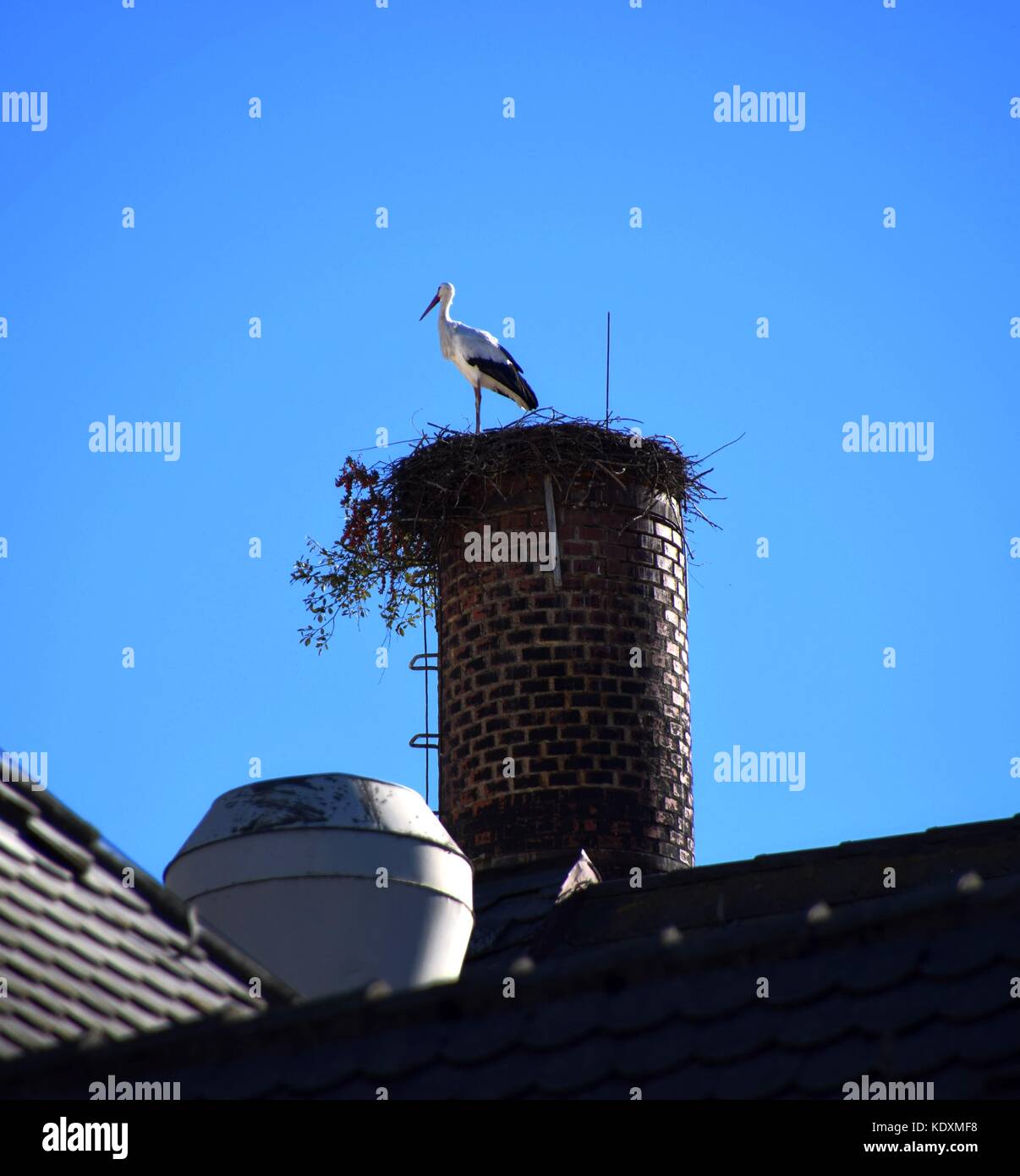 stork standing on his nest on a house Roof in autumn with colorful blue ...
