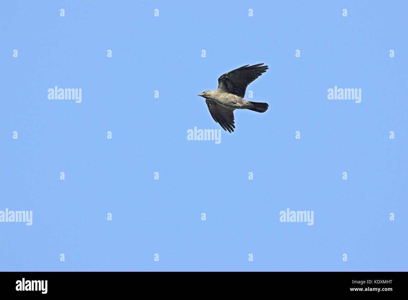 Western jackdaw Corvus monedula in flight Hampshire England Stock Photo ...