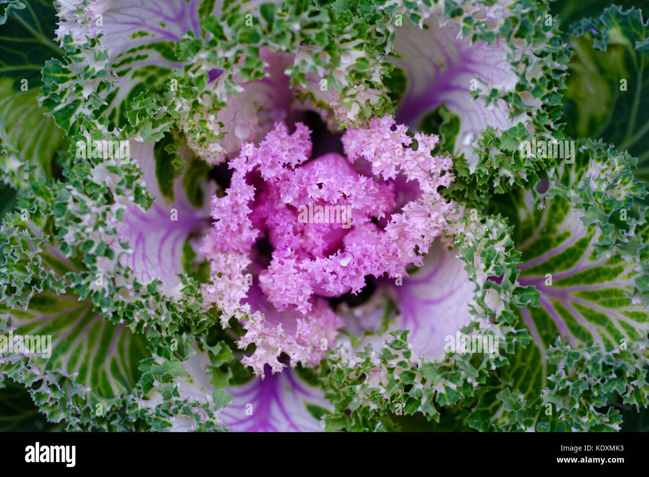 Backgrounds and textures: decorative cabbage top view, natural abstract ...