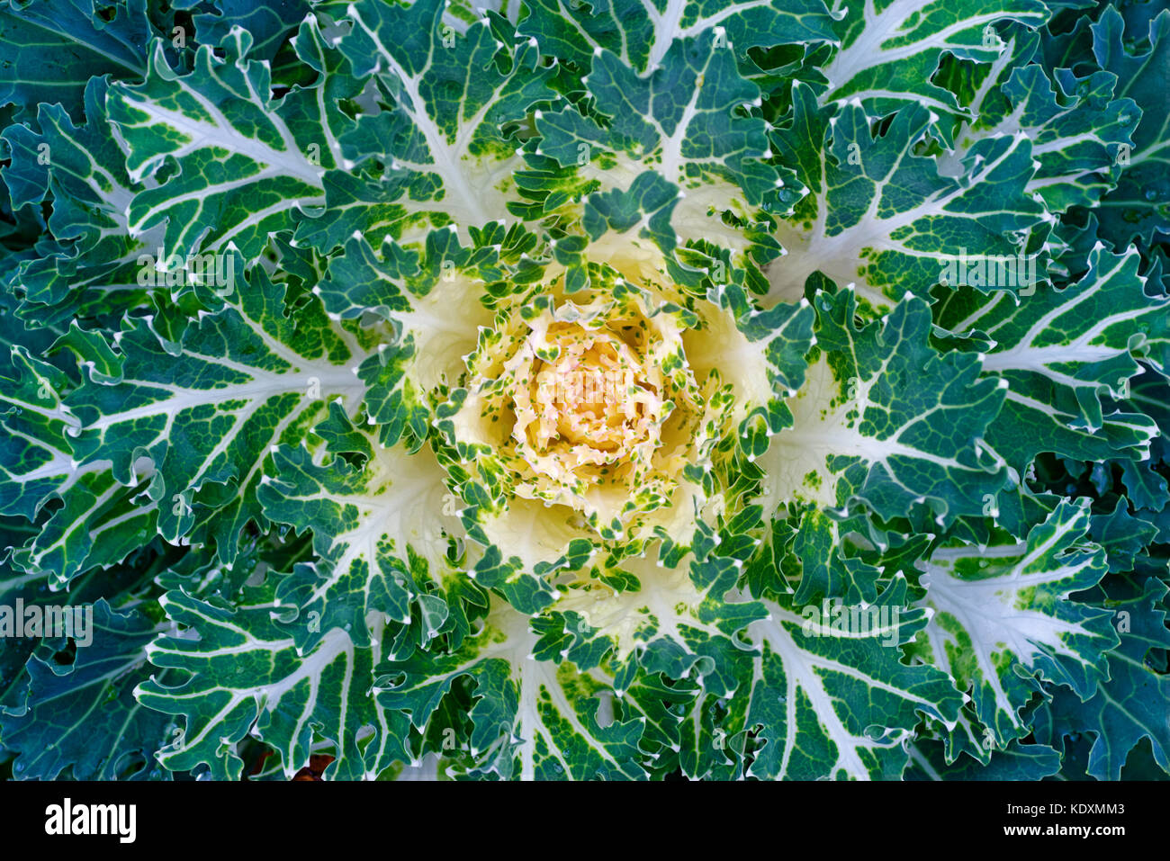 Backgrounds and textures: decorative cabbage top view, natural abstract ...