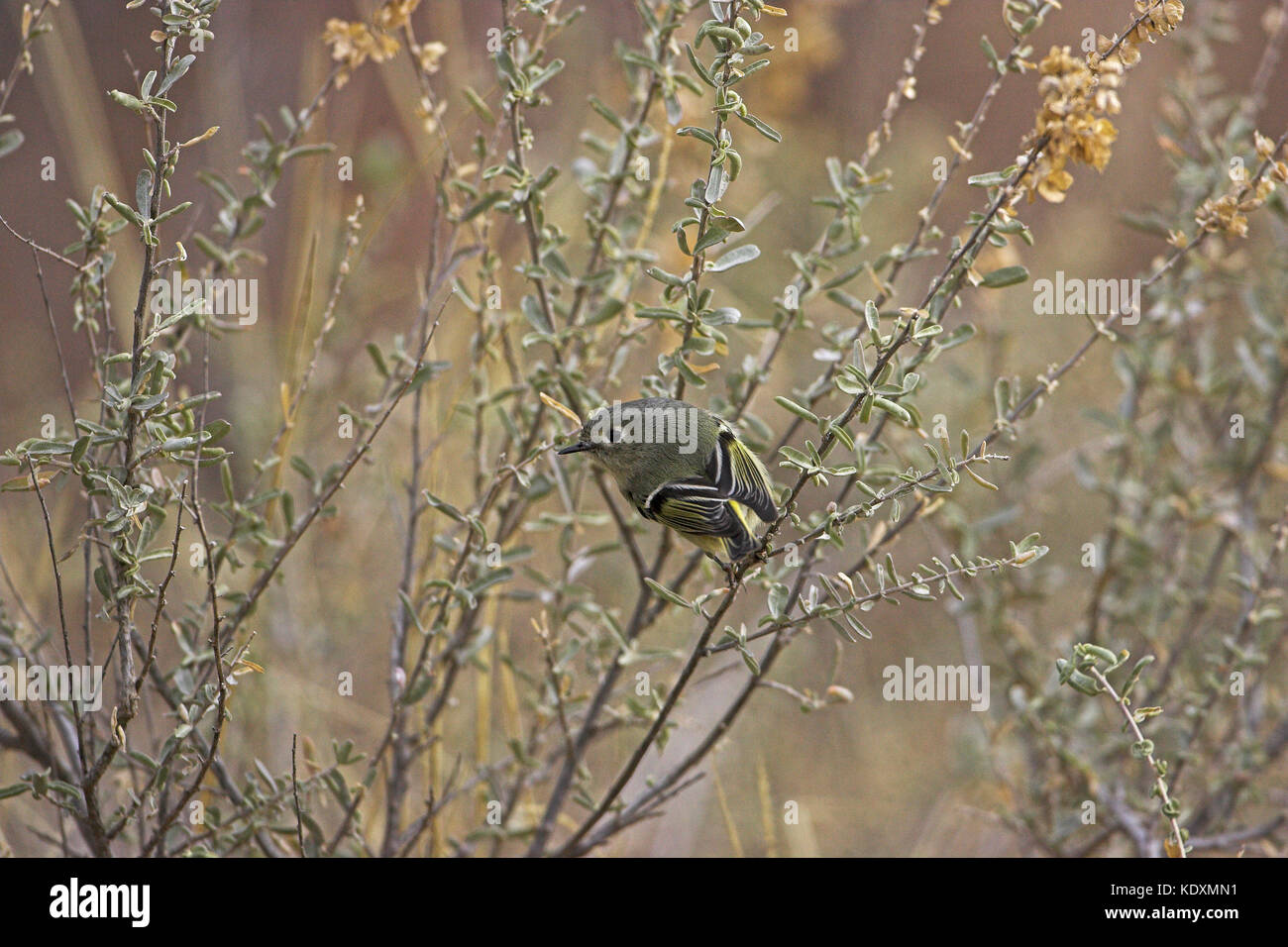 Percha dam state park hi-res stock photography and images - Alamy