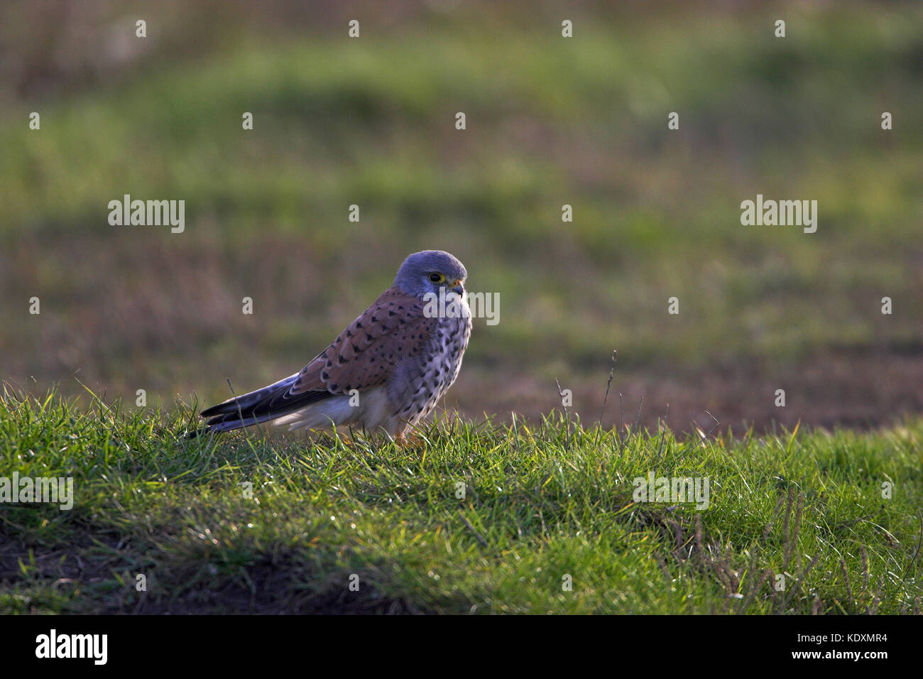 Stanpit marsh nature reserve hi-res stock photography and images - Alamy