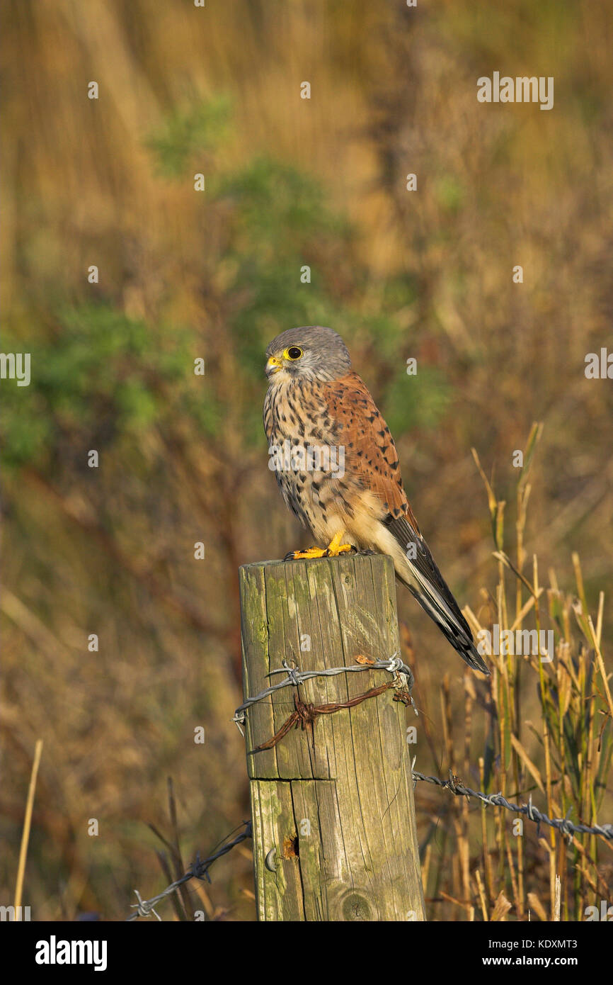 Common kestrel Falco tinnunculus male on Stanpit Marsh Nature Reserve ...
