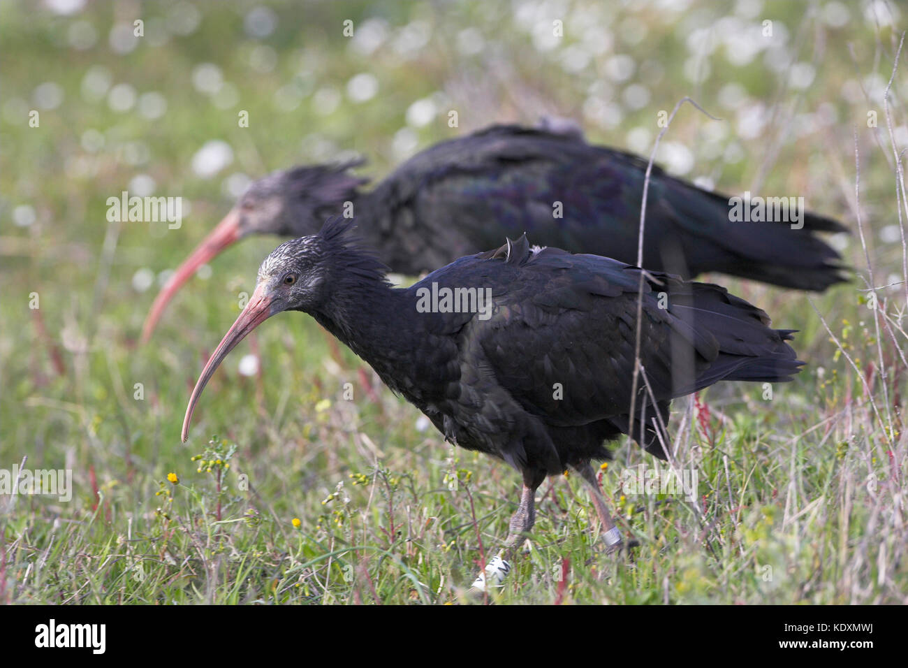 Southern bald ibis Geronticus calvus ringed escaped individual Pera ...