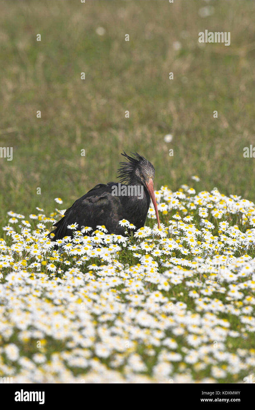 Southern bald ibis Geronticus calvus ringed escaped individual Pera ...