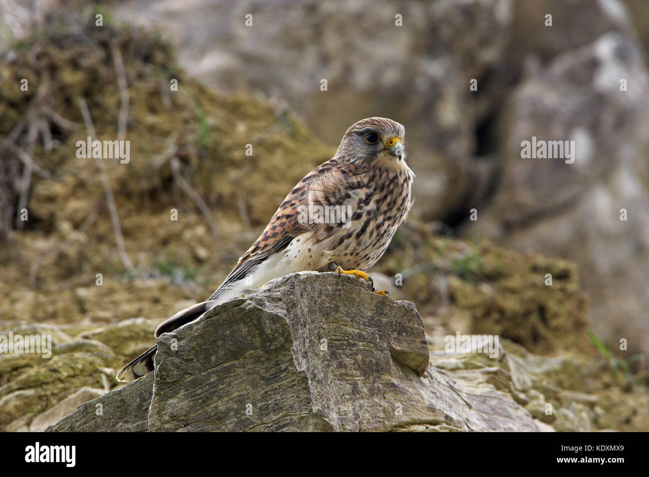 Common kestrel Falco tinnunculus juvenile male Portland Dorset England ...