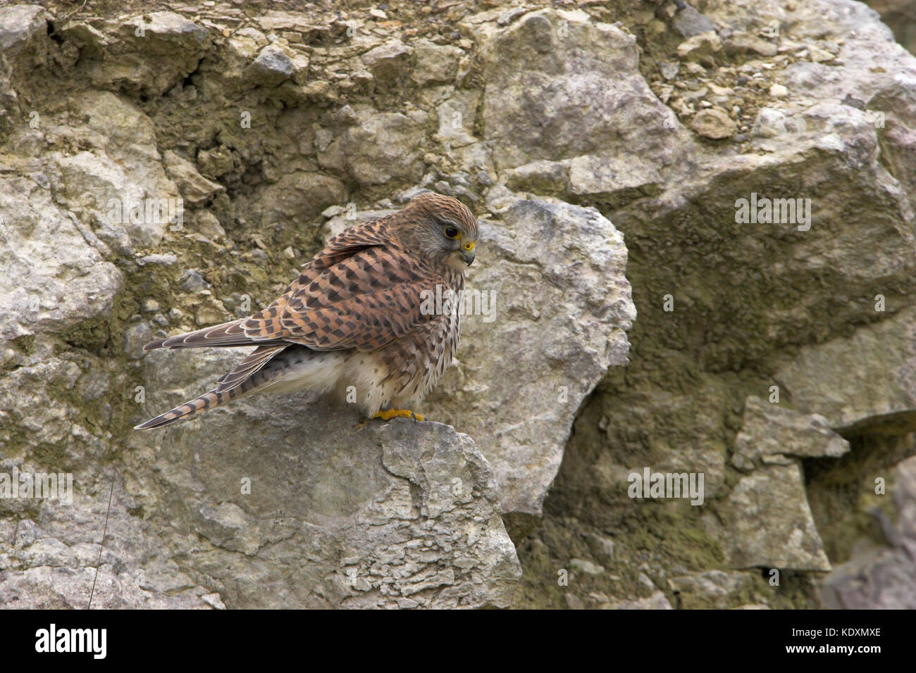 Common kestrel Falco tinnunculus juvenile male Portland Dorset England ...
