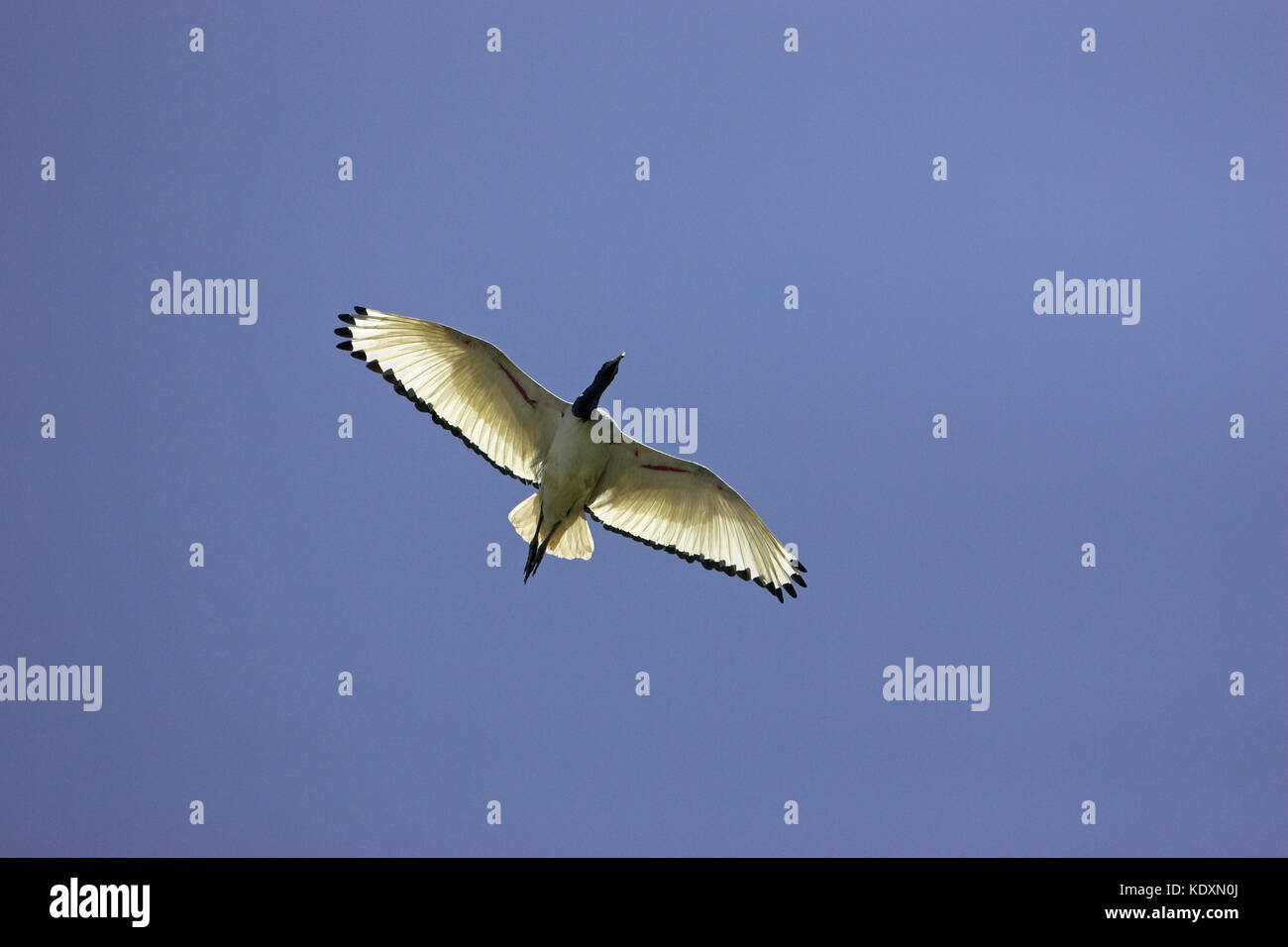 African sacred ibis Threskiornis aethiopicus Durban Botanical Garden ...
