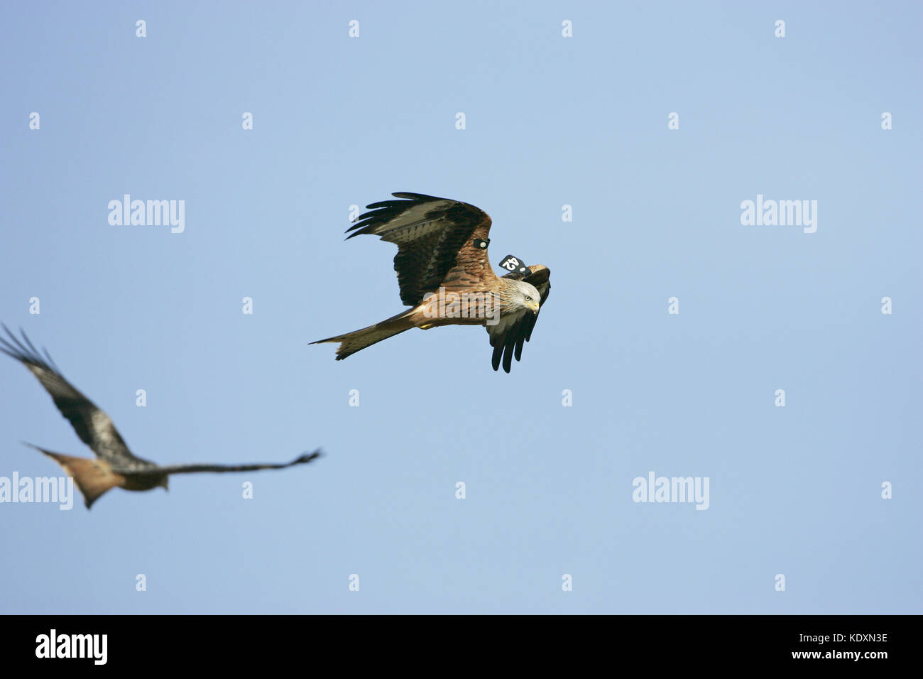 Red kite Mivus milvus in flight at Gigrin Farm kite feeding station ...
