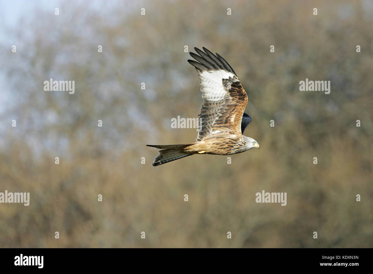 Red kite Mivus milvus in flight at Gigrin Farm kite feeding station ...