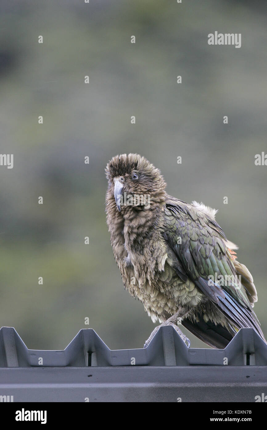 Kea Nestor notabilis a parrot endemic to New Zealand at Arthur's Pass ...