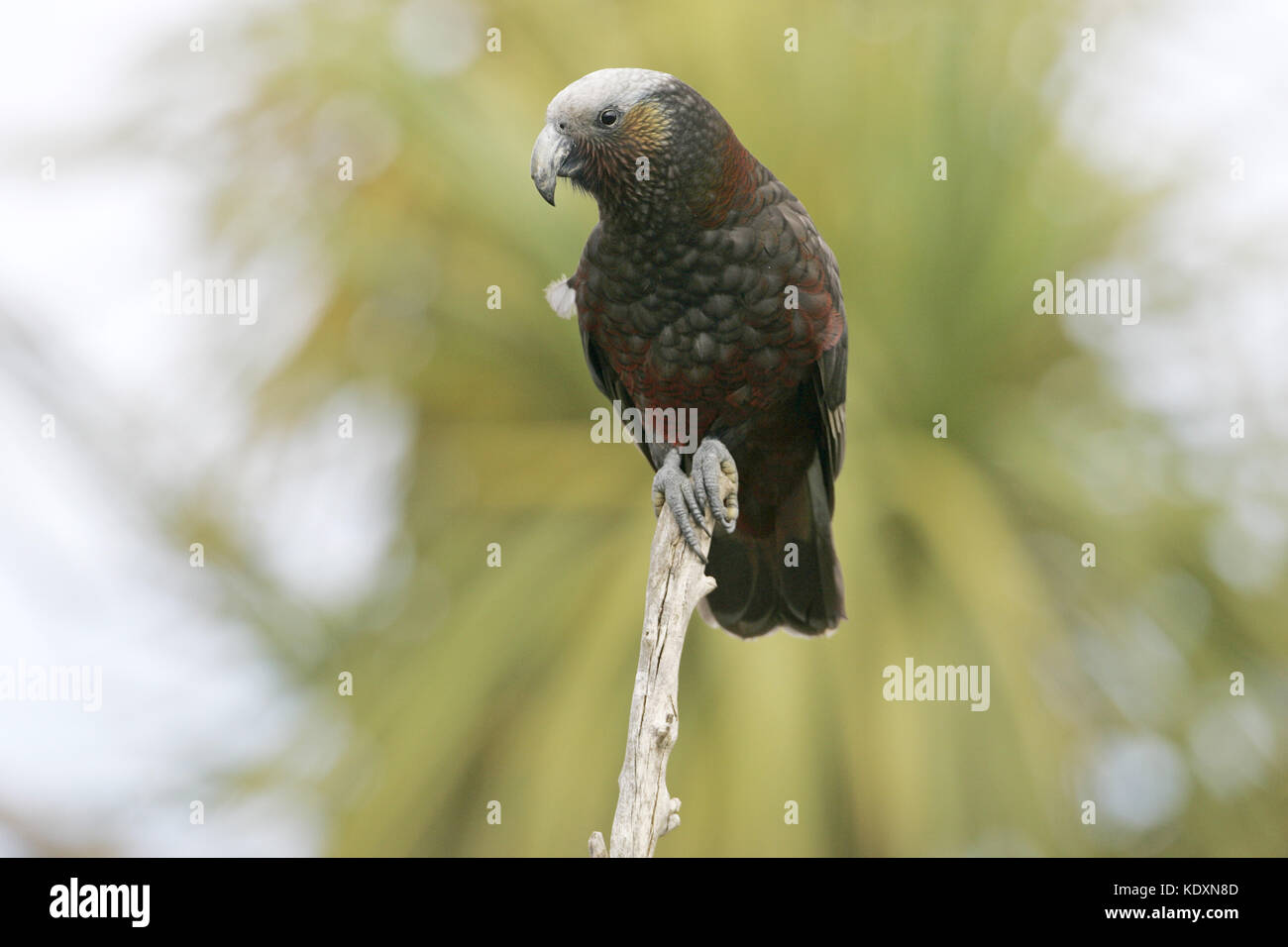 Kaka Nestor meridionalis an endemic parrot perched in tree Stewart ...